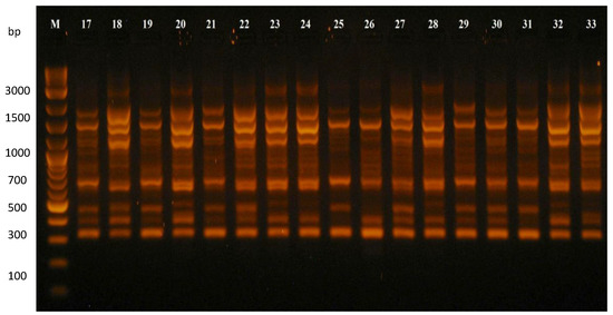Efficiency of RAPD and SCoT Markers in the Genetic Diversity Assessment ...