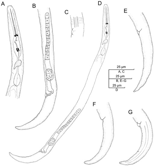 Morphological and Molecular Diversity among Pin Nematodes of the Genus ...