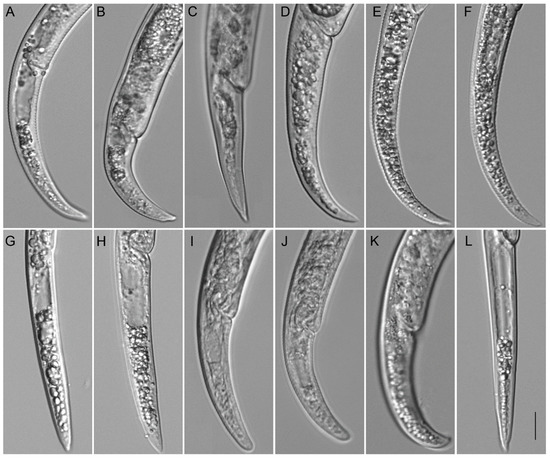 Morphological and Molecular Diversity among Pin Nematodes of the Genus ...