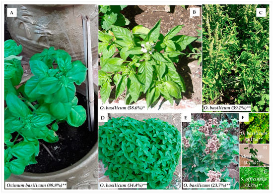 Sweet Basil between the Soul and the Table—Transformation of ...