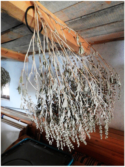 Sweet Basil between the Soul and the Table—Transformation of ...