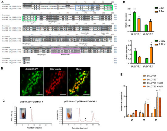 Putative Daucus carota Capsanthin-Capsorubin Synthase (DcCCS) Possesses ...