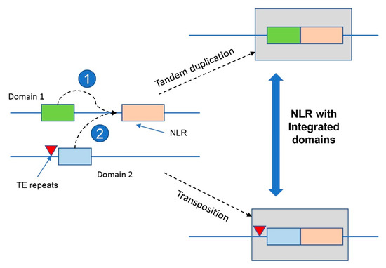 Contribution of Duplicated Nucleotide-Binding Leucine-Rich Repeat (NLR ...