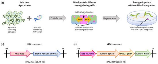 Enhancing Maize Transformation and Targeted Mutagenesis through the ...