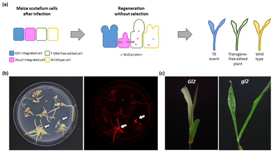 Enhancing Maize Transformation and Targeted Mutagenesis through the ...