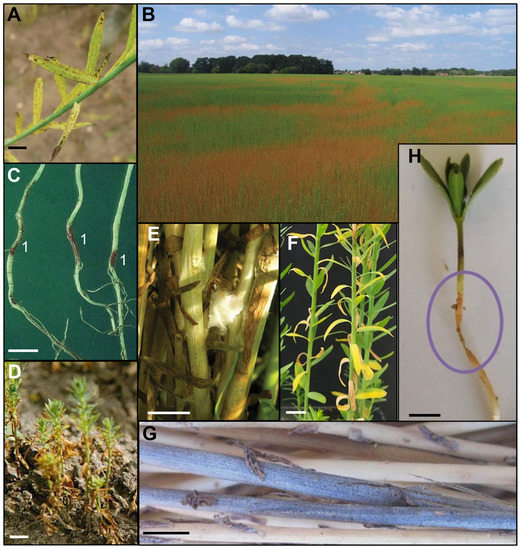 Plants | Free Full-Text | Overview and Management of the Most Common ...