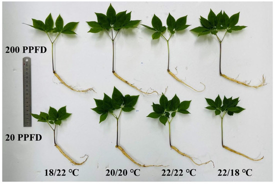 Difference between Day and Night Temperature (DIF) and Light Intensity ...