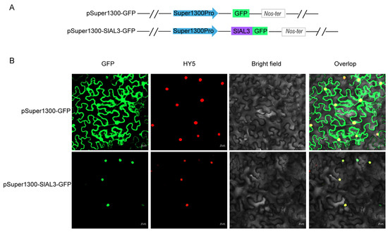 Identification and Expression Analysis of the Alfin-like Gene Family in ...