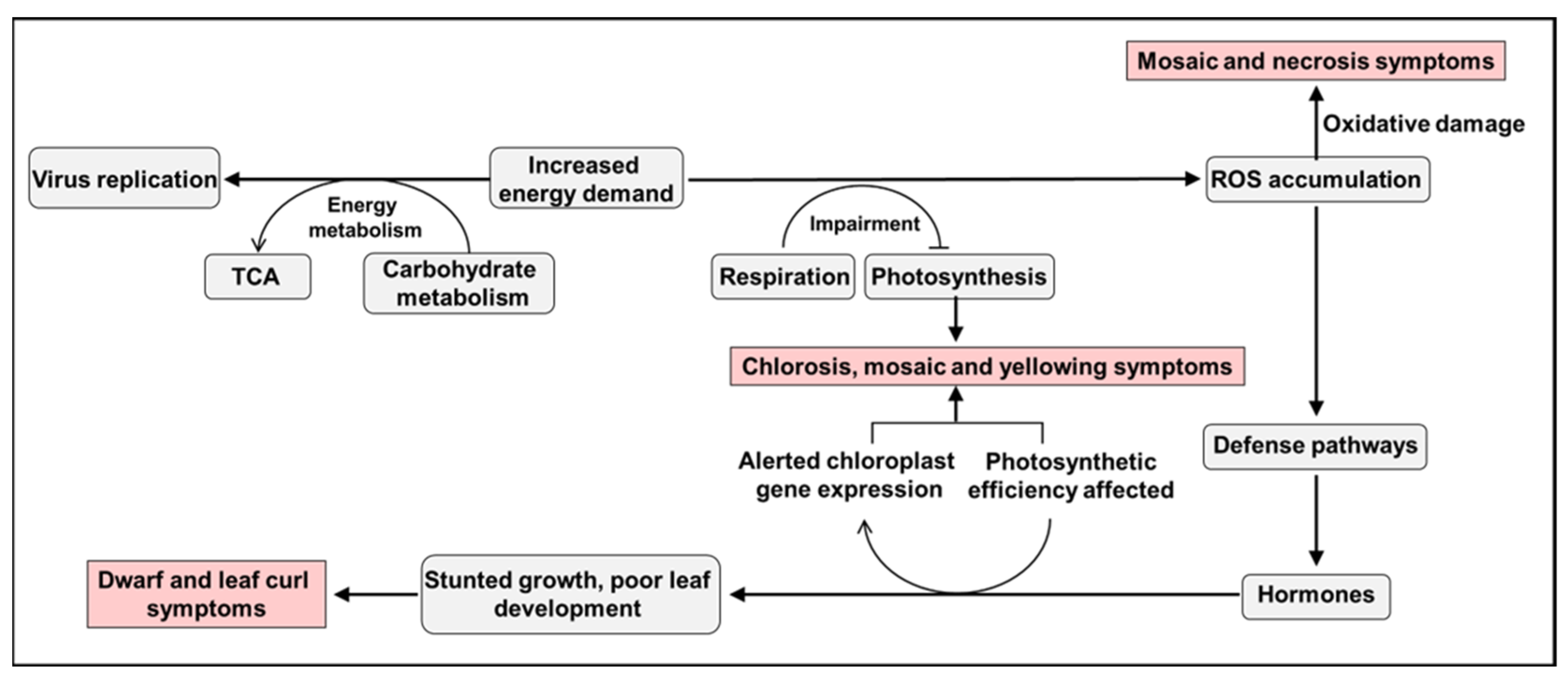 Unraveling the Mechanisms of Virus-Induced Symptom Development in Plants