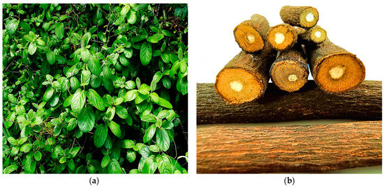The Genus Diospyros: A Review of Novel Insights into the Biological ...