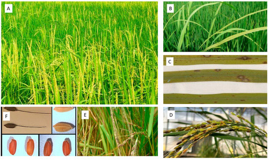 Genetic Diversity of Weedy Rice and Its Potential Application as a ...