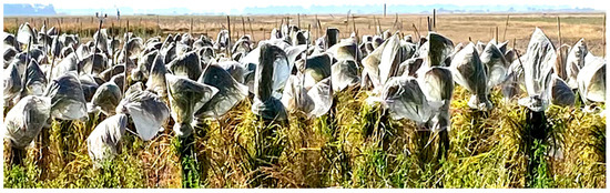 Genetic Diversity of Weedy Rice and Its Potential Application as a ...