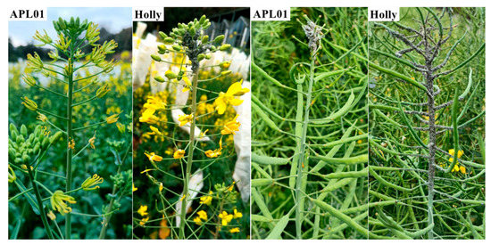 Comparative Transcriptome Analysis Reveals the Molecular Basis of ...
