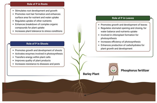Phosphorus Plays Key Roles in Regulating Plants’ Physiological ...