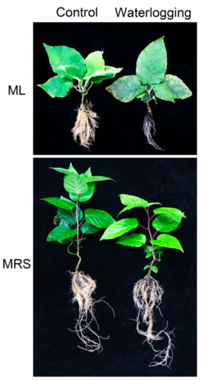 Waterlogging Tolerance of Actinidia valvata Dunn Is Associated with ...