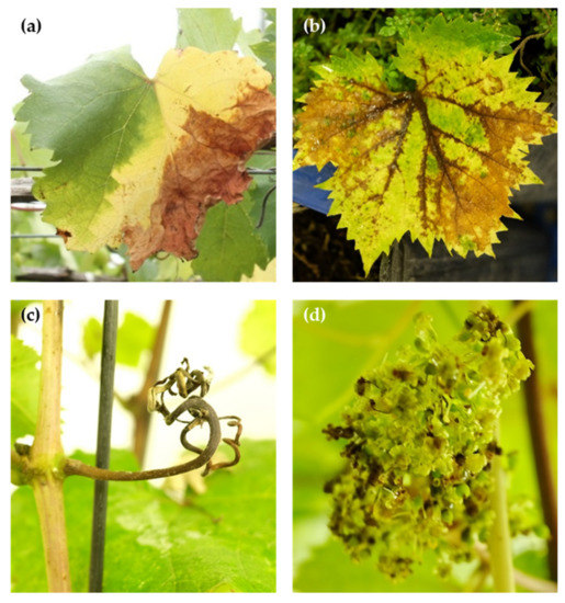 Insights into Grape Ripe Rot: A Focus on the Colletotrichum ...