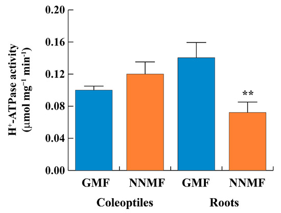 14-3-3 Proteins and the Plasma Membrane H+-ATPase Are Involved in Maize ...
