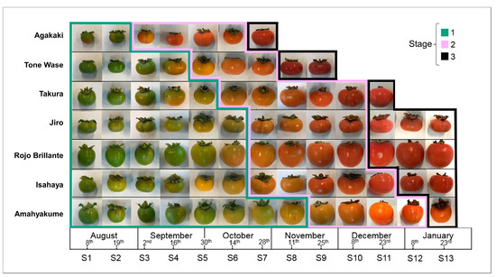 Physiological Changes and Transcriptomic Analysis throughout On-Tree ...
