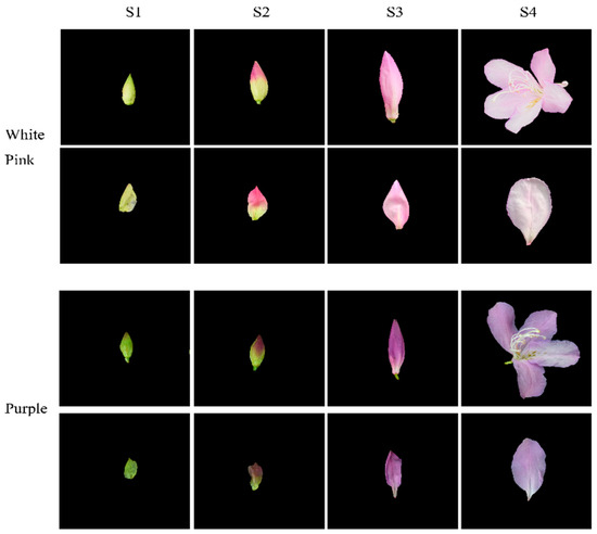 Insight into the Molecular Mechanism of Flower Color Regulation in ...