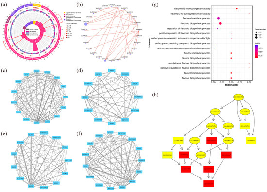 Insight into the Molecular Mechanism of Flower Color Regulation in ...