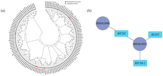 Insight into the Molecular Mechanism of Flower Color Regulation in ...