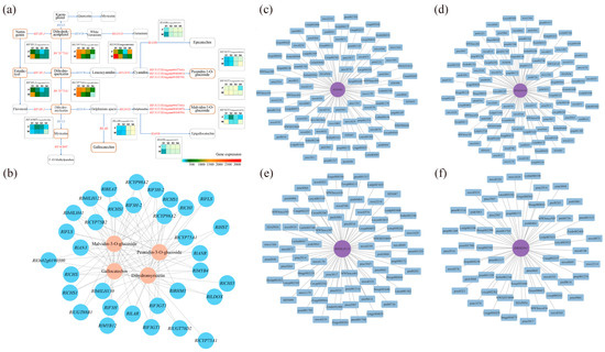Insight into the Molecular Mechanism of Flower Color Regulation in ...