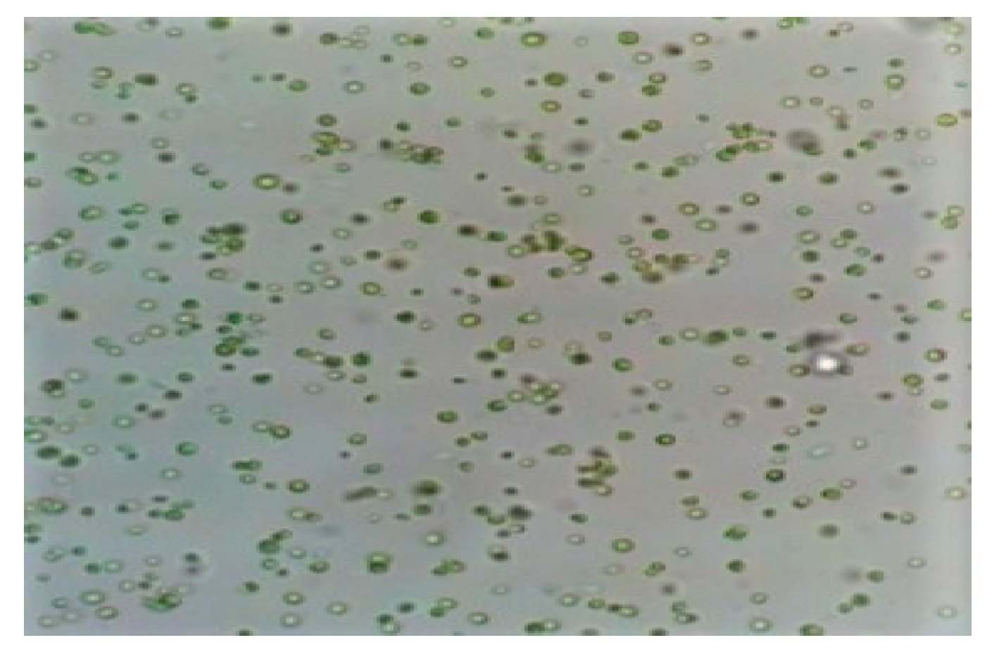 Biodiesel Production from the Marine Alga Nannochloropsis oceanica Grown on Yeast Wastewater and ...