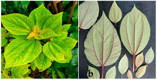 A Comprehensive Insight into Māmaki (Pipturus albidus): Its ...