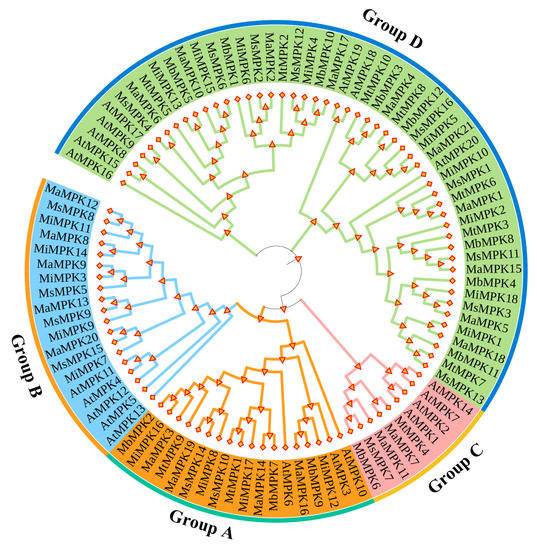 Genome-Wide Identification of the MPK Gene Family and Expression ...