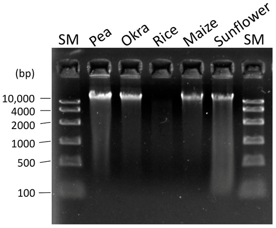 Development of a High-Quality/Yield Long-Read Sequencing-Adaptable DNA ...