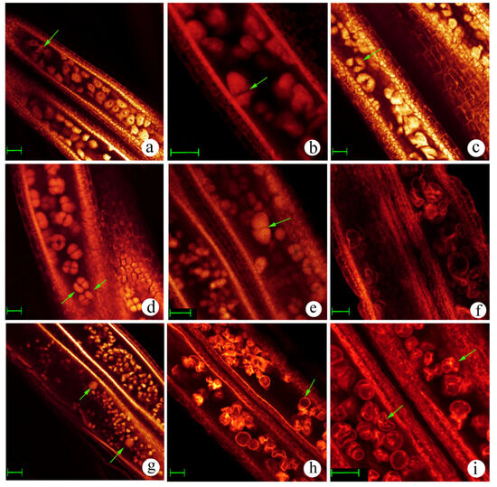 In Vitro Induction of Interspecific Hybrid and Polyploidy Derived from ...