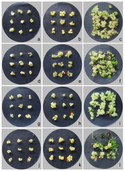 In Vitro Induction of Interspecific Hybrid and Polyploidy Derived from ...