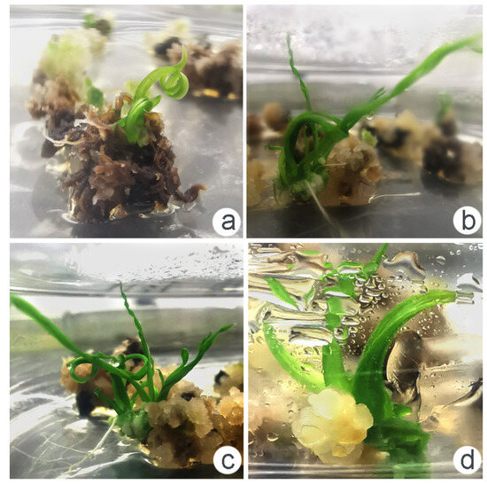 In Vitro Induction of Interspecific Hybrid and Polyploidy Derived from ...
