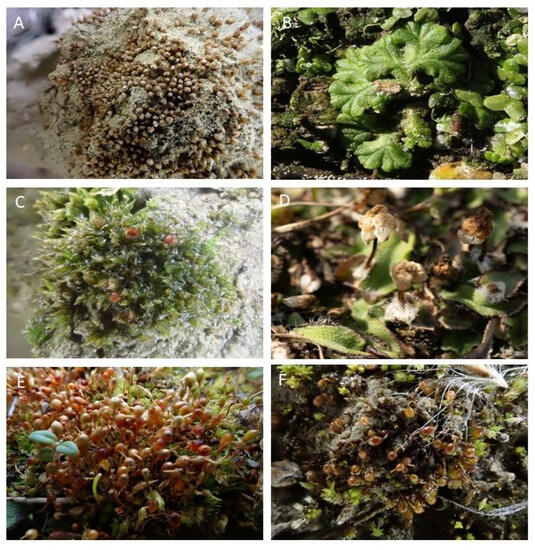 The Bryophyte Flora of Vienna