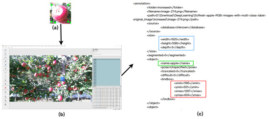 Lightweight Algorithm for Apple Detection Based on an Improved YOLOv5 Model