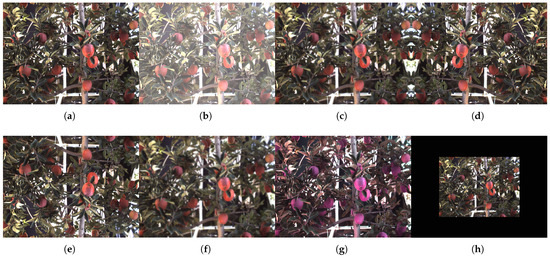Lightweight Algorithm for Apple Detection Based on an Improved YOLOv5 Model