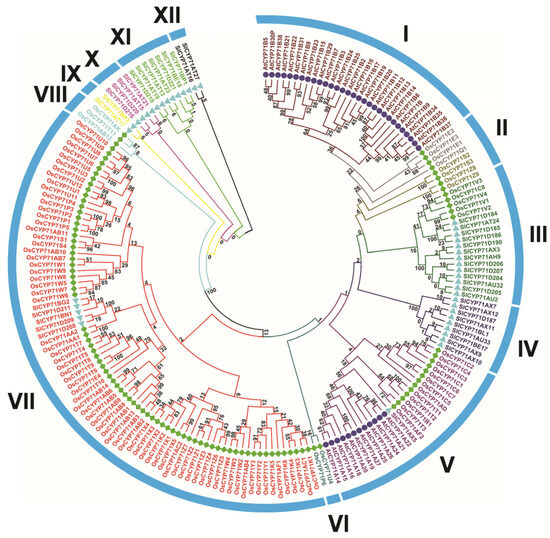 A Comprehensive Genome-Wide Investigation of the Cytochrome 71 (OsCYP71) Gene Family: Revealing ...