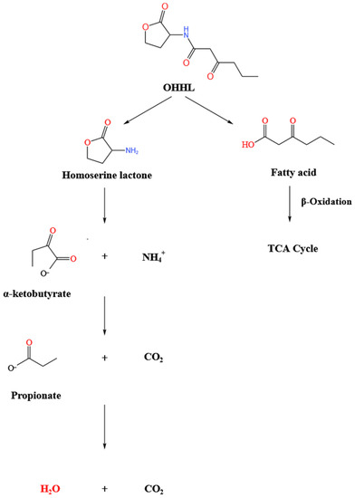 The Isolate Pseudomonas multiresinivorans QL-9a Quenches the Quorum ...