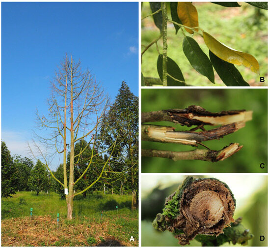 Comprehensive Investigation of Die-Back Disease Caused by Fusarium in ...