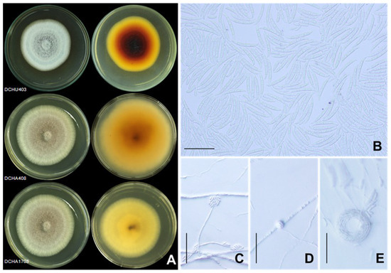Comprehensive Investigation of Die-Back Disease Caused by Fusarium in ...