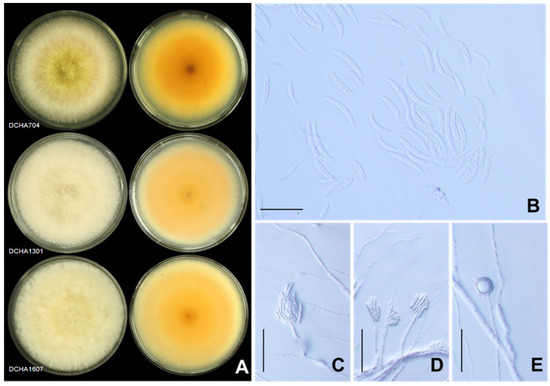 Comprehensive Investigation of Die-Back Disease Caused by Fusarium in ...