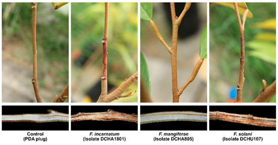 Comprehensive Investigation of Die-Back Disease Caused by Fusarium in ...