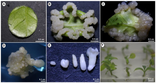 In Vitro Conversion of Coffea spp. Somatic Embryos in SETIS™ Bioreactor ...