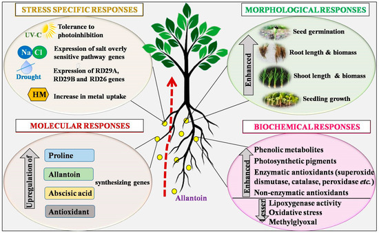 Allantoin: A Potential Compound for the Mitigation of Adverse Effects ...