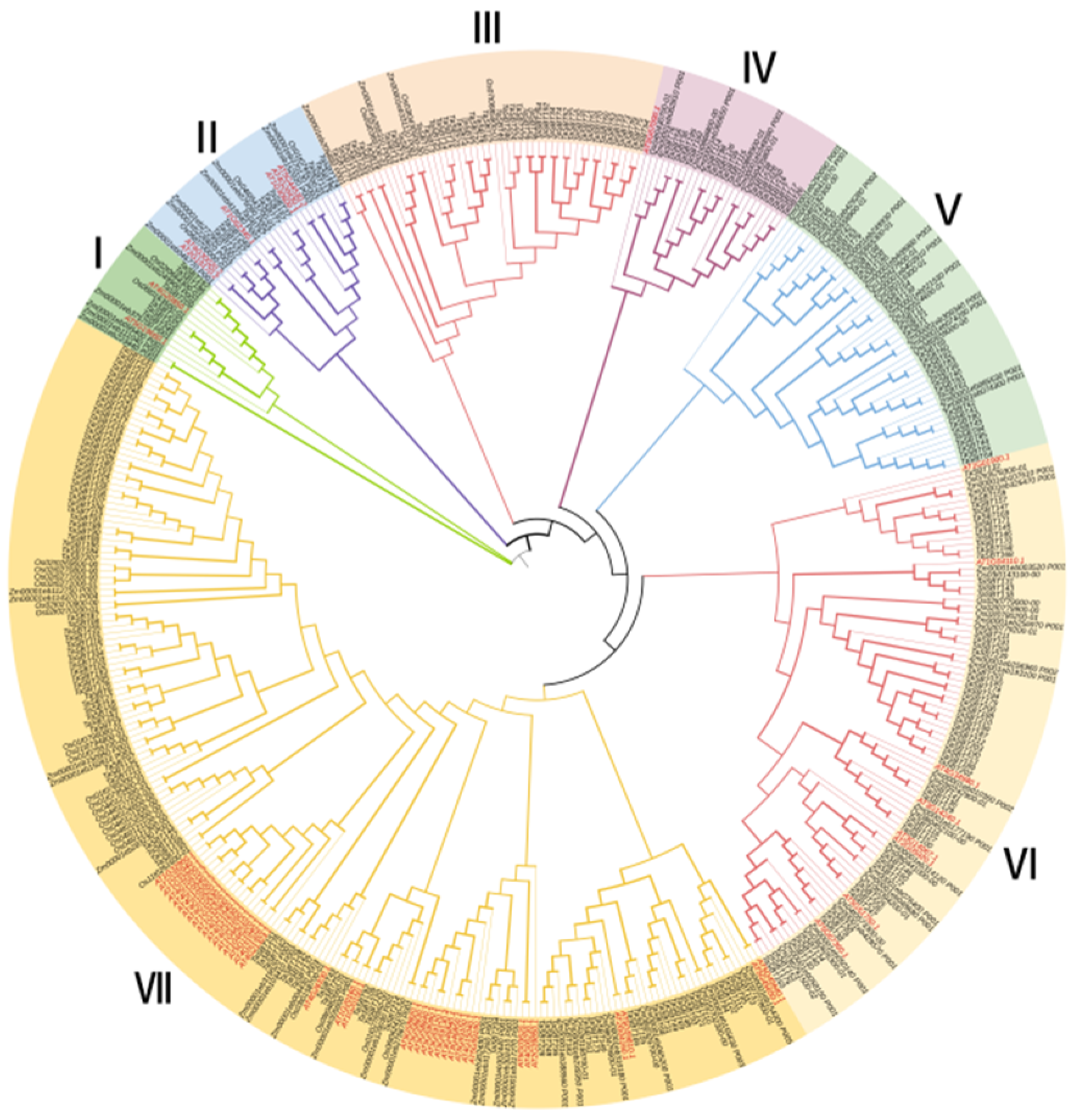 Genome-Wide Identification, Phylogeny and Expression Analysis of ...