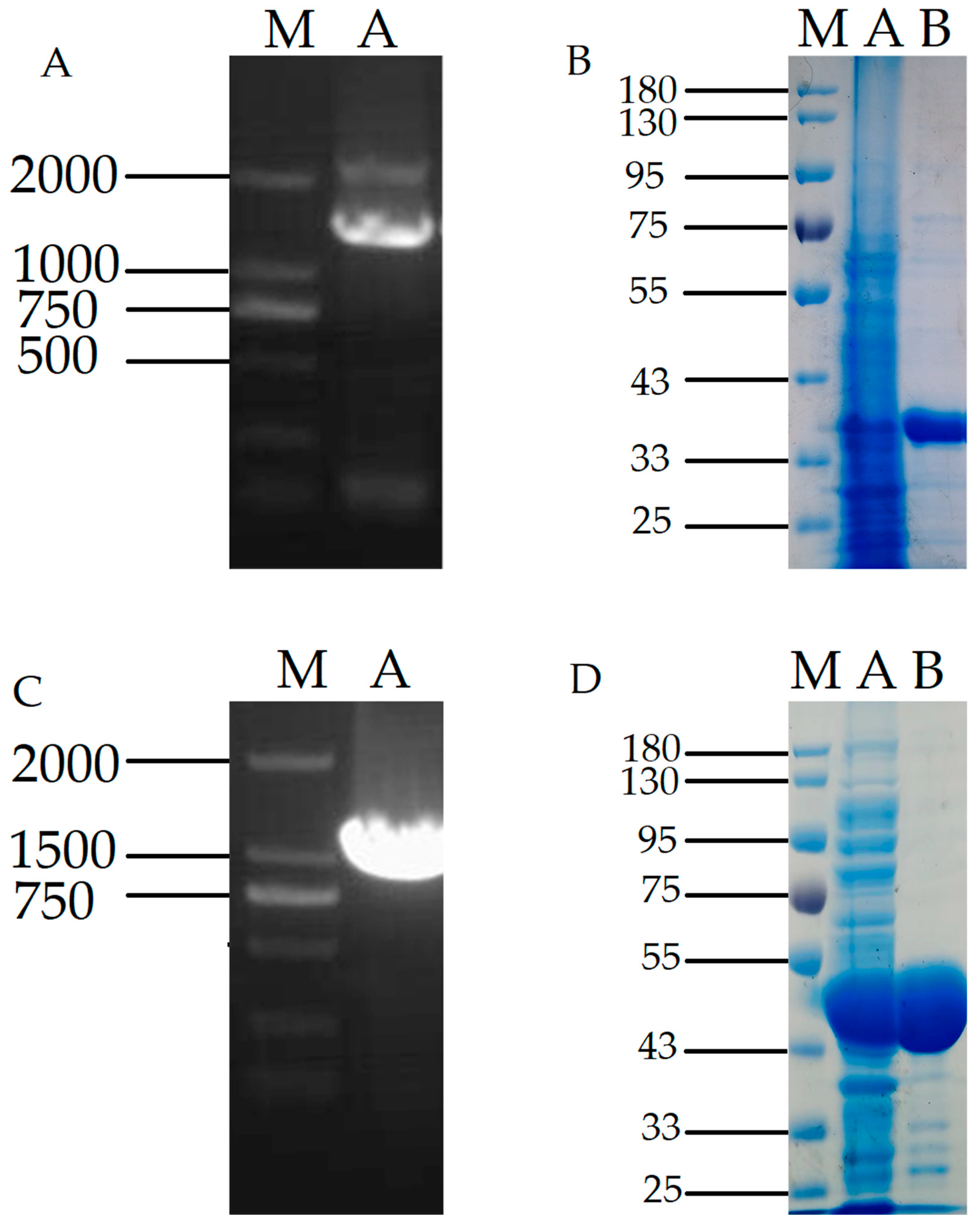 Plants | Free Full-Text | Establishment of the Biotransformation of D ... Plants | Free Full-Text | Establishment of the Biotransformation of D ...
