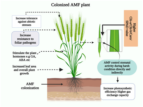 Plants | Free Full-Text | Role of Arbuscular Mycorrhizal Fungi in Regulating Growth, Enhancing ...