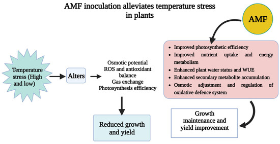 Role of Arbuscular Mycorrhizal Fungi in Regulating Growth, Enhancing ...