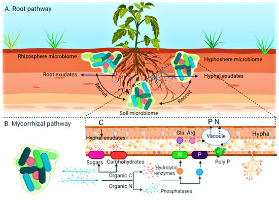 Plants | Free Full-Text | Role of Arbuscular Mycorrhizal Fungi in ...
