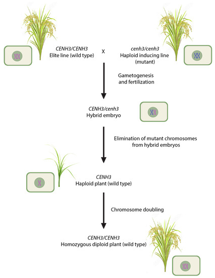 Haploid Induction in Indica Rice: Exploring New Opportunities